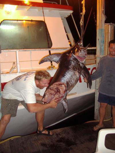 200 lb. Swordfish eaten by Mako Shark